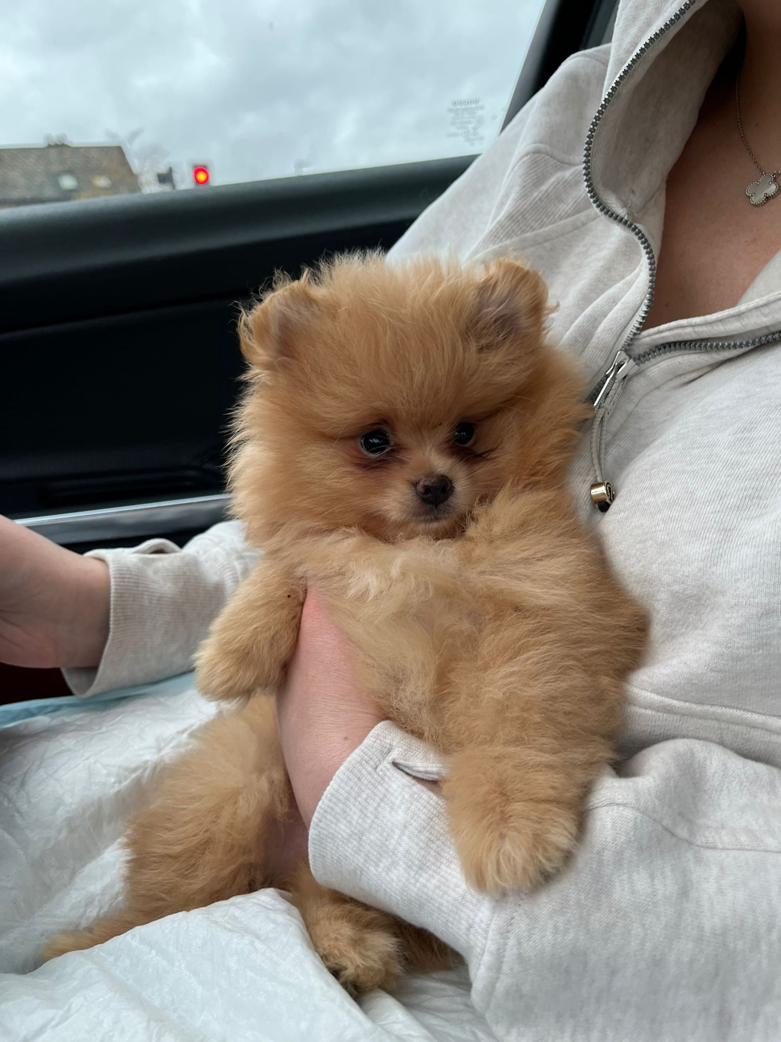 Angelpoms - Premium Pedigree Puppies